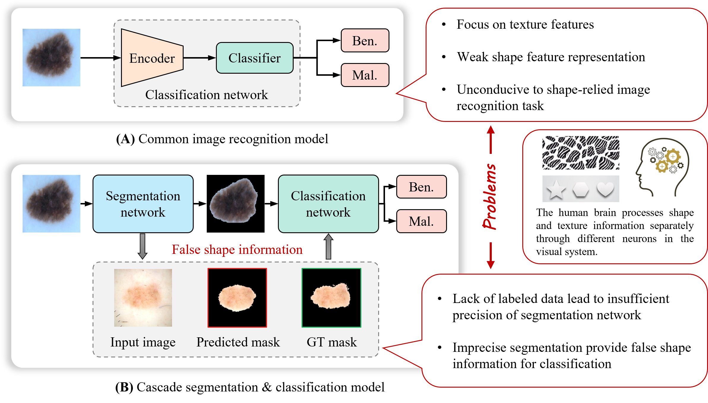 STNet: shape and texture joint learning through two-stream network for knowledge-guided image ...